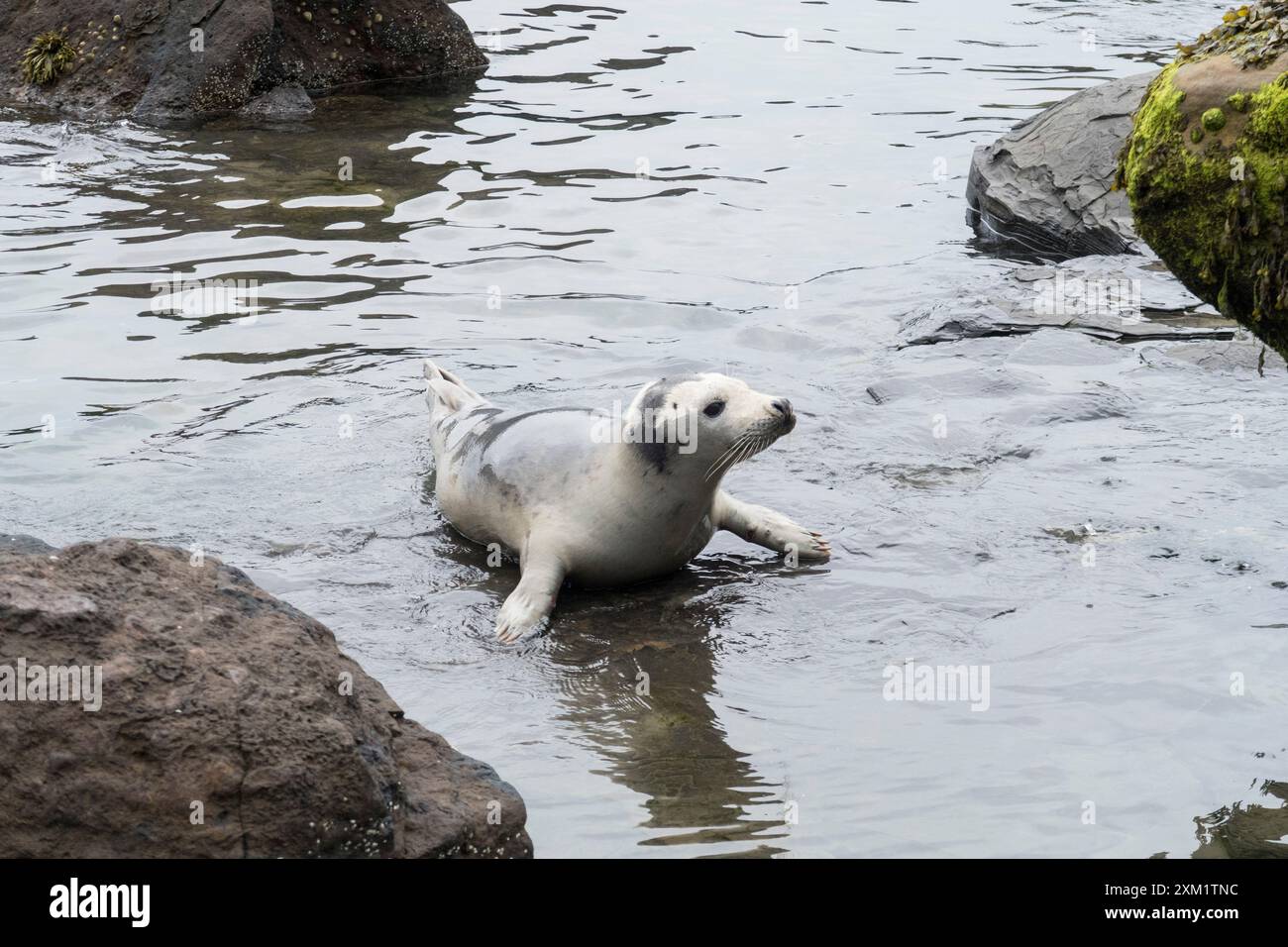 Ravenscar seals hi-res stock photography and images - Alamy