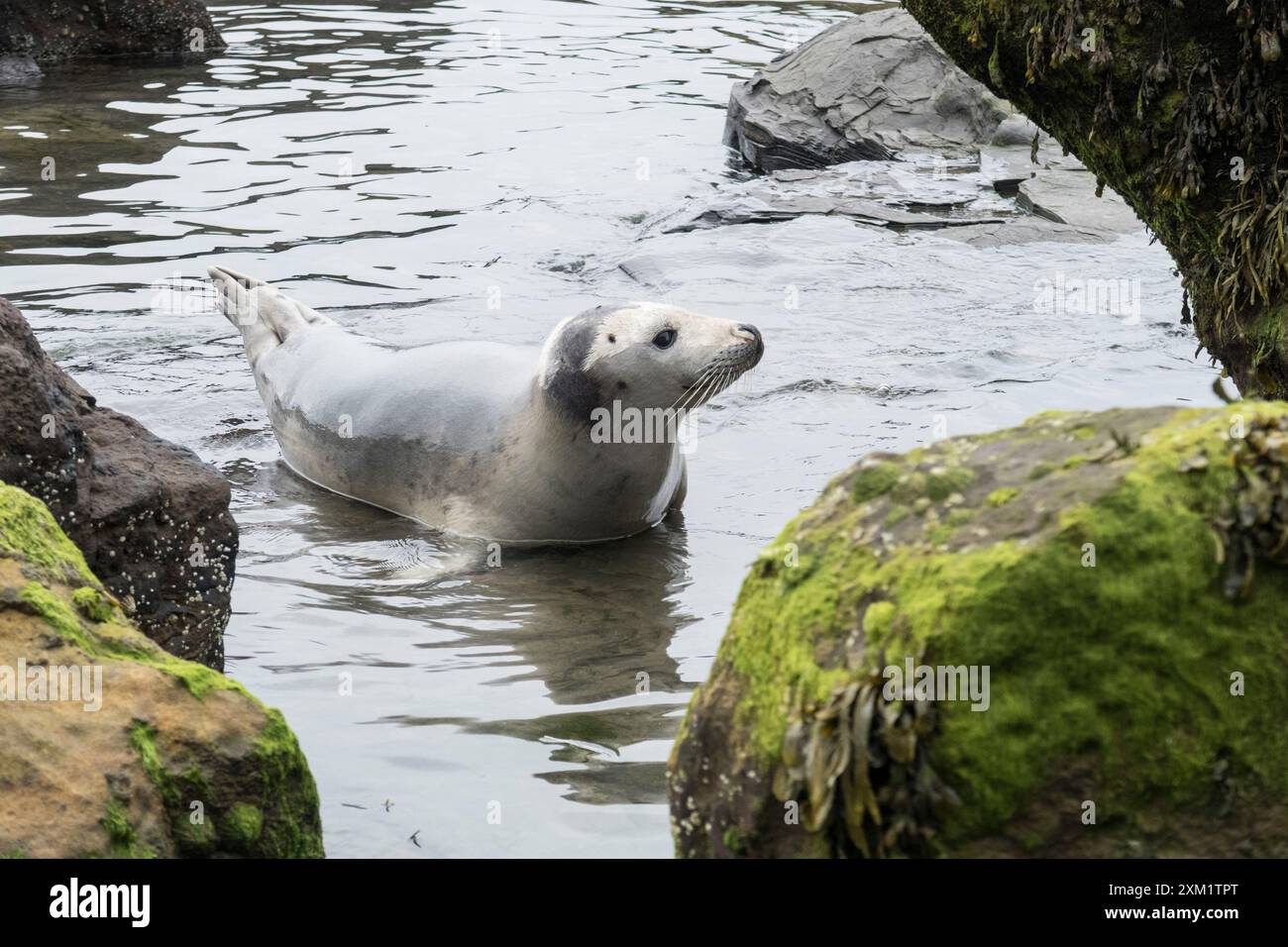 Grey Seals at Ravenscar, North Yorkshire, British Isles Stock Photo - Alamy