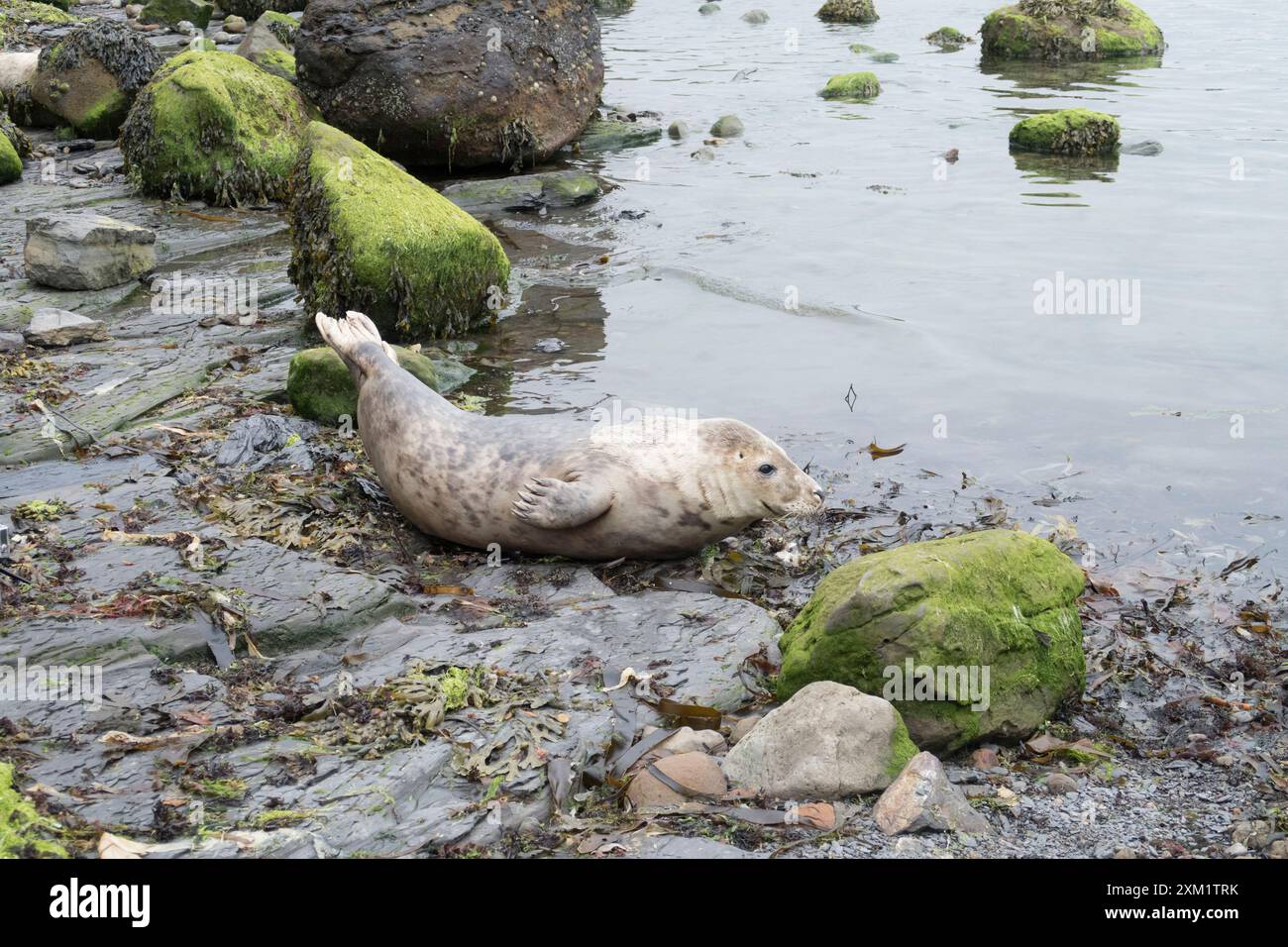 Grey Seals at Ravenscar, North Yorkshire, British Isles Stock Photo - Alamy