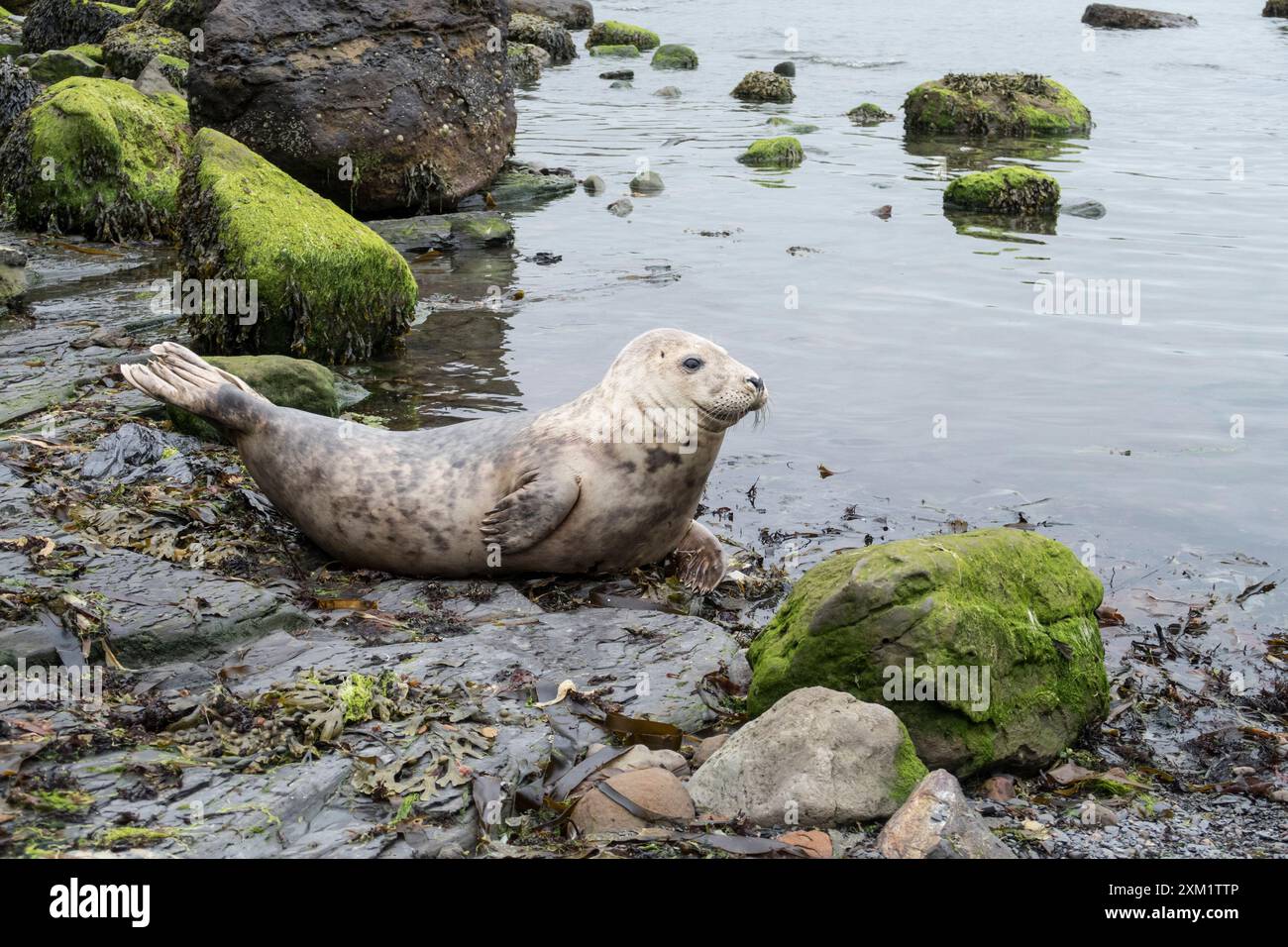 Grey Seals at Ravenscar, North Yorkshire, British Isles Stock Photo - Alamy