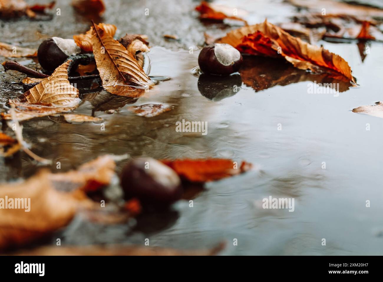 Natural background with fallen dry leaves and chestnut fruits in a ...