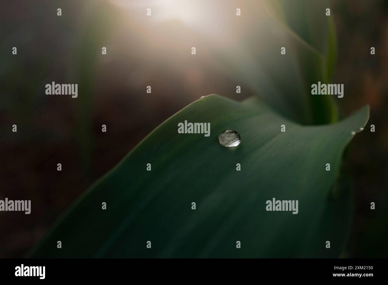 Unfocused background and shallow focus on macro view of dew drop over a ...