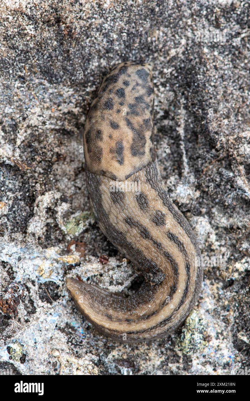 Leopard slug (Limax maximus) also called great grey slug, Hampshire ...