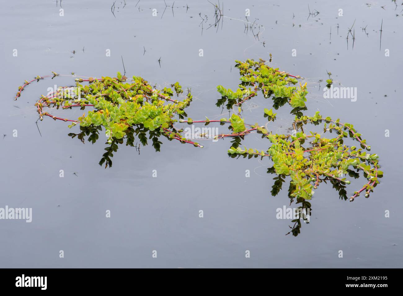 Marsh St John's-wort (Hypericum elodes), an aquatic plant growing in a ...