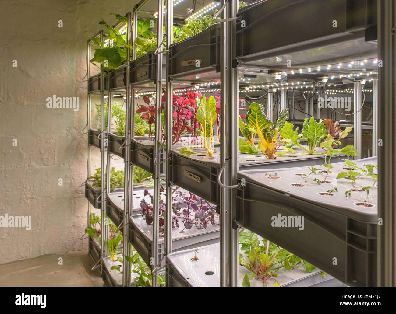 Organic hydroponic vegetables grow with LED Light. Indoor farm ...