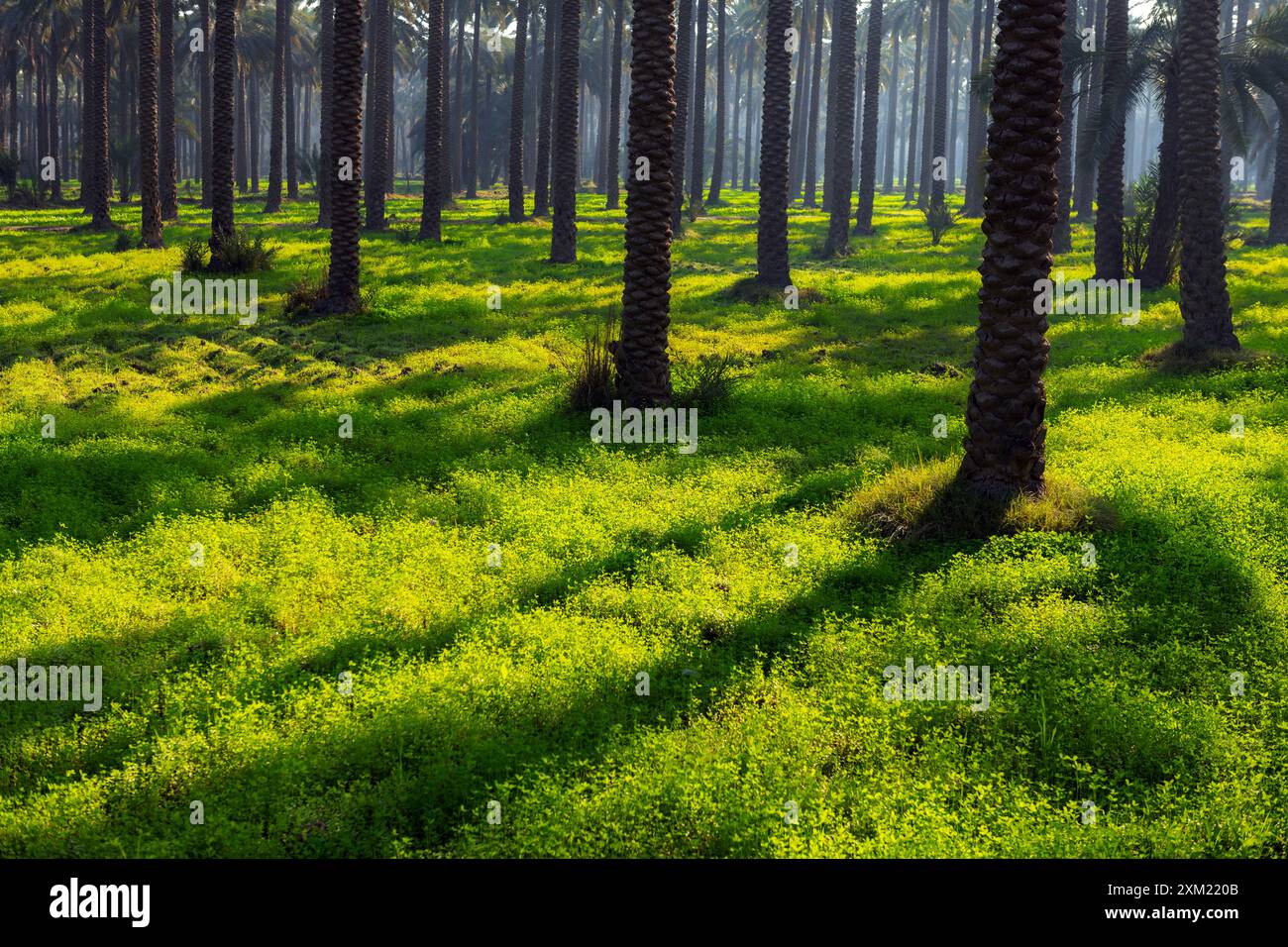 beautiful light on the green ground in date trees in Sindh, Pakistan ...