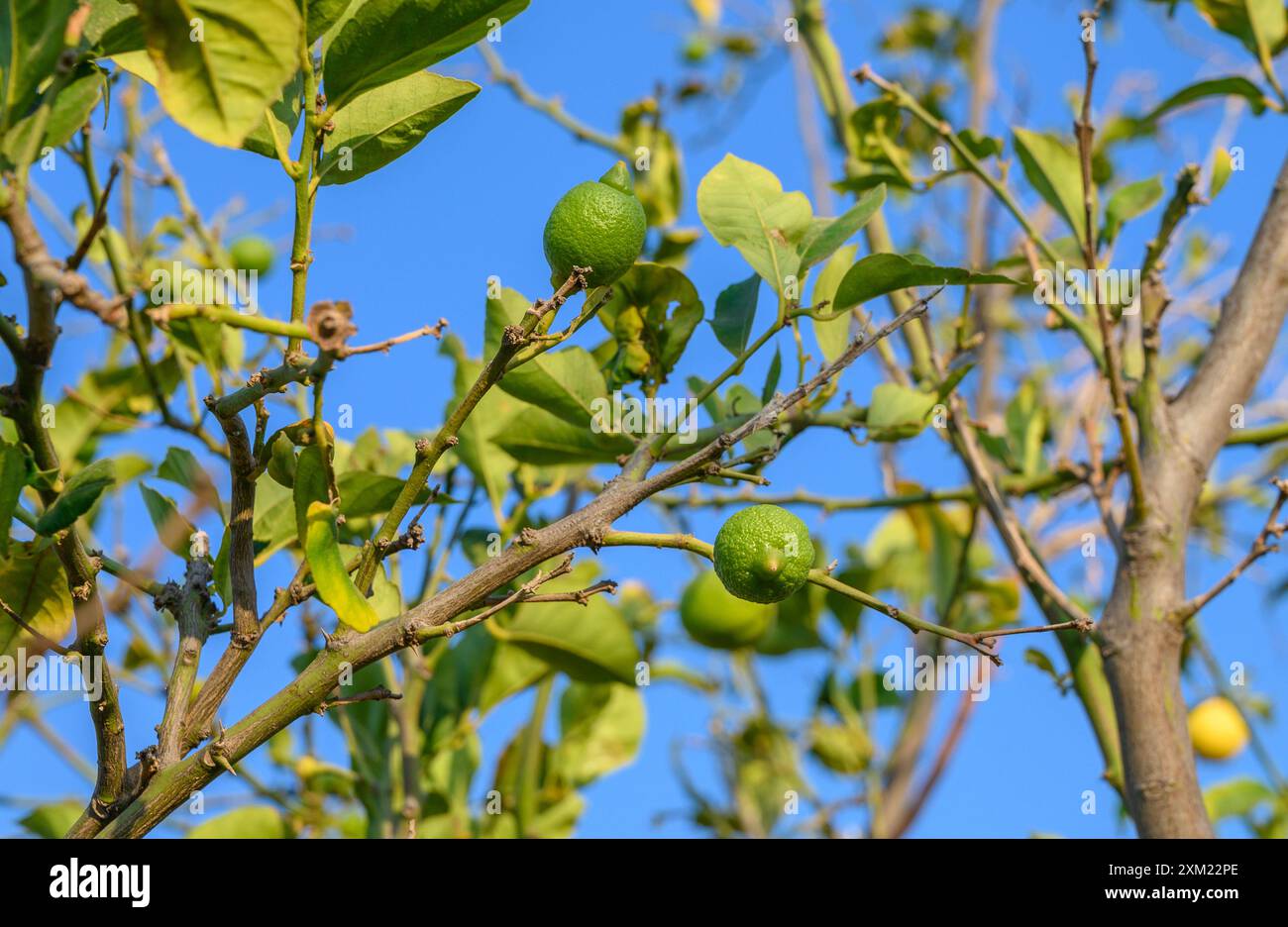 Close up of green lemons grow on the lemon tree in a garden background ...