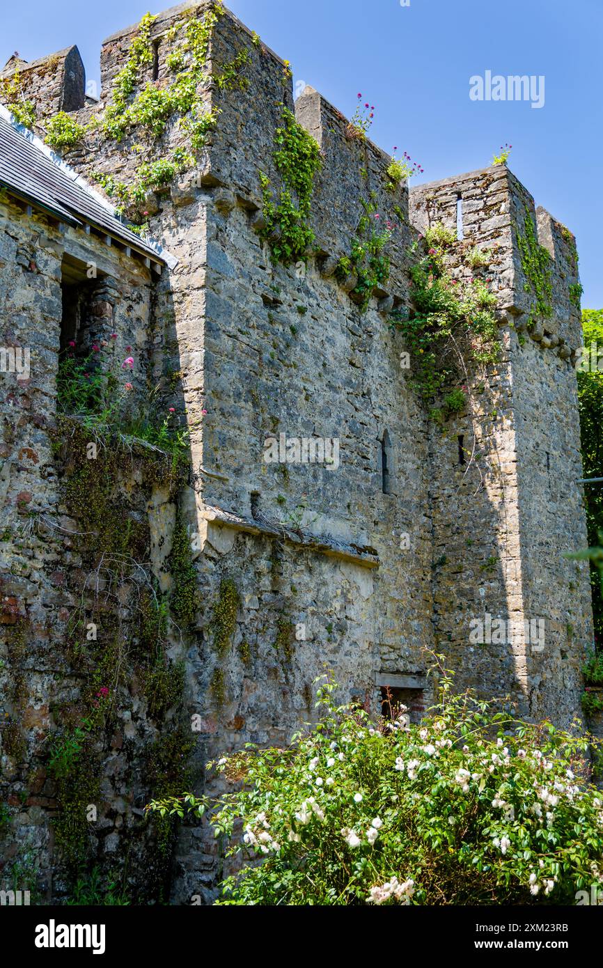 Overgrown remains of a 13th century priory on Caldey Island, Wales ...