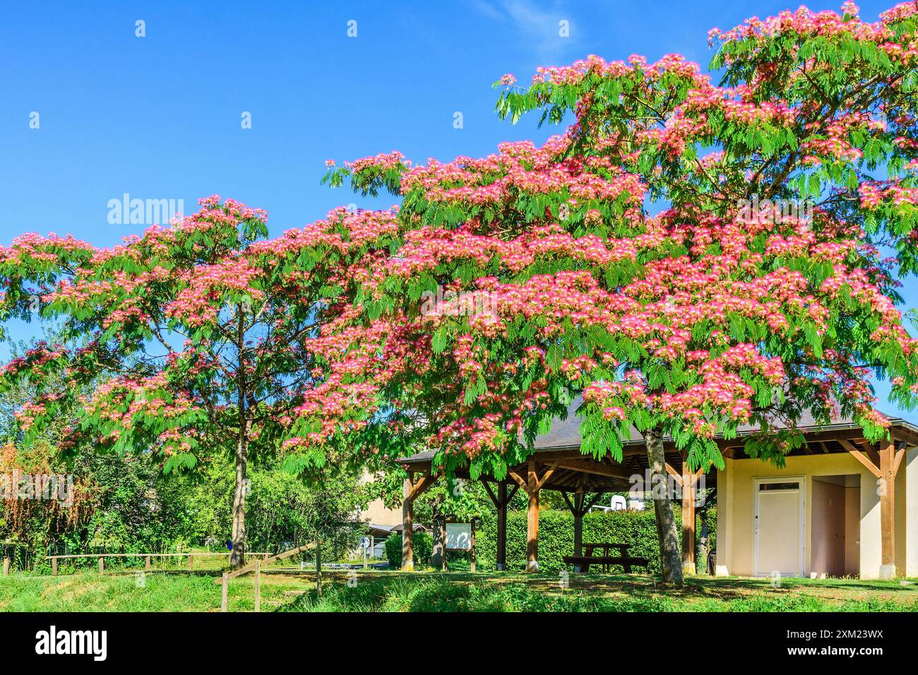 Persian Silk tree (Albizia julibrissin) in flower - central France ...