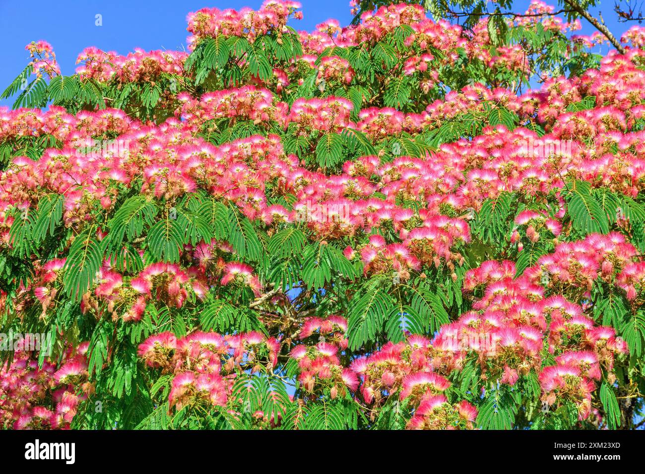 Persian Silk tree (Albizia julibrissin) in flower - central France ...