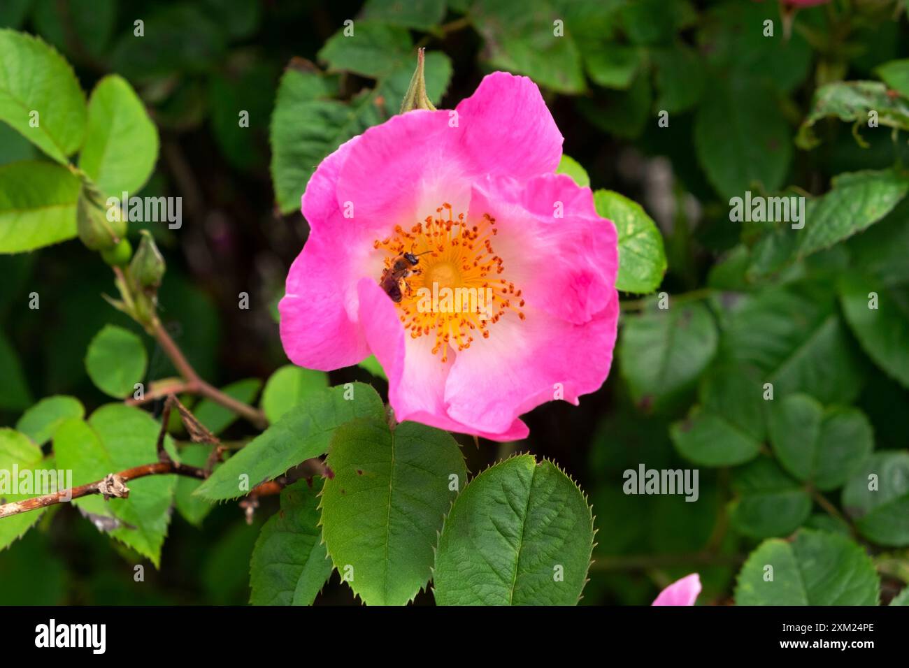 Closeup close up hot pink rose Rosy Cheeks rosa fragrant bee loving in ...