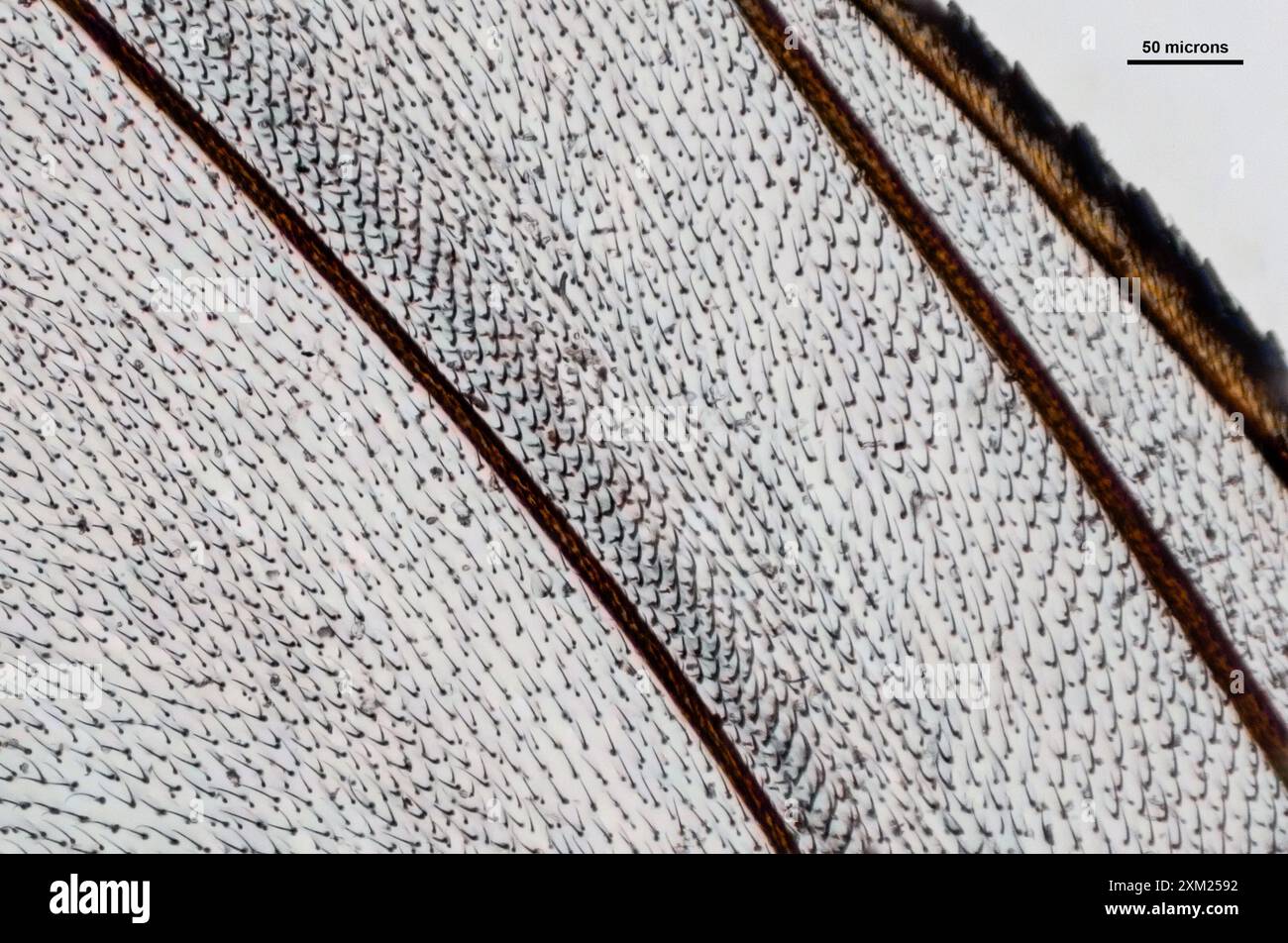 Micrograph of a wing of a common house fly at 10 times magnification ...