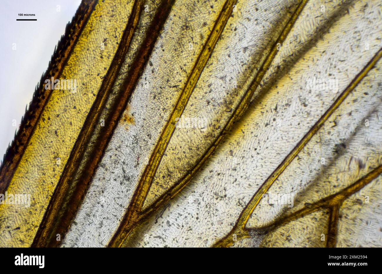 Micrograph of a bee wing photographed at 10 times magnification Stock ...