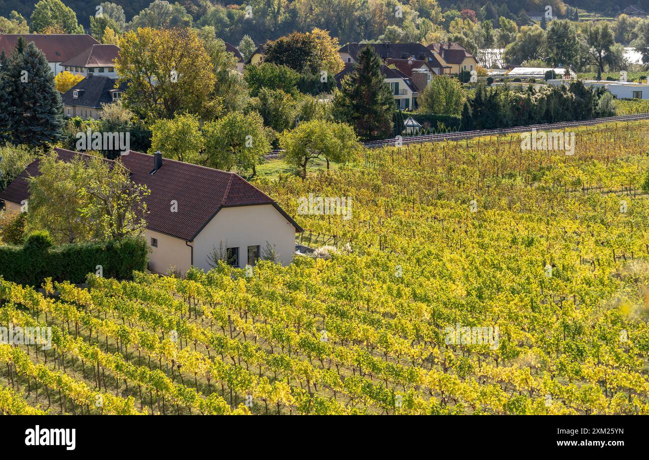 A hillside vineyard in Austria with rows of grapevines and a house in ...