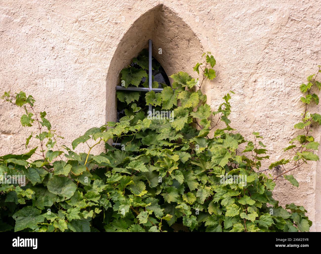 A vine grows over an arched window on an old Austrian building Stock ...