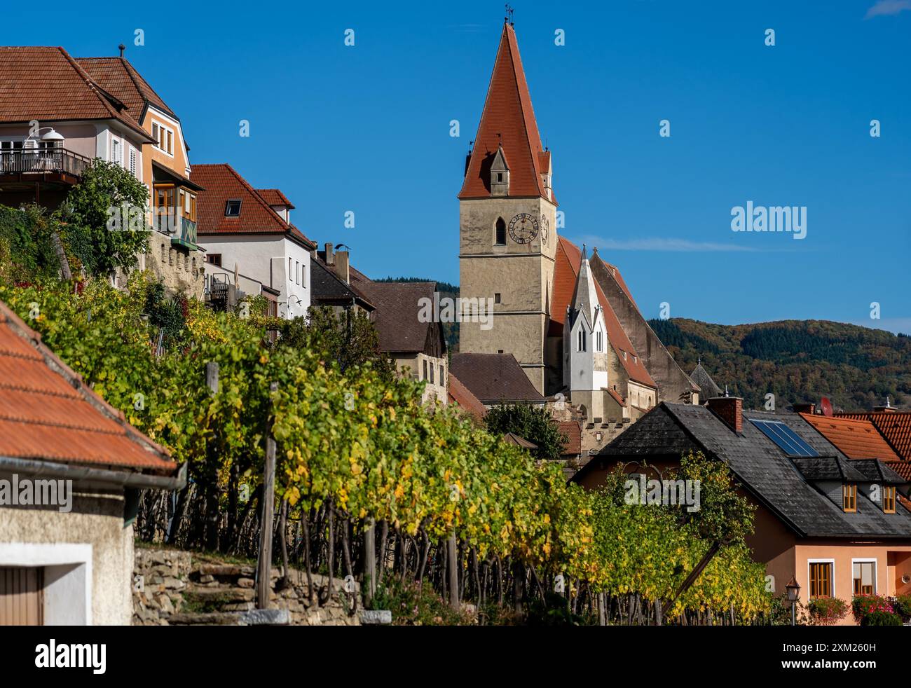 A church tower rises above a hillside vineyard in Austria, with ...