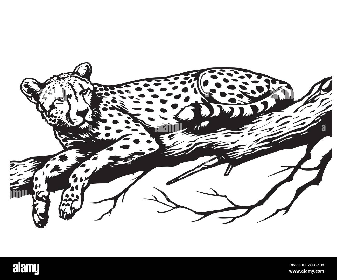 Cheetah hand drawn with ink on white background logo Stock Vector Image ...