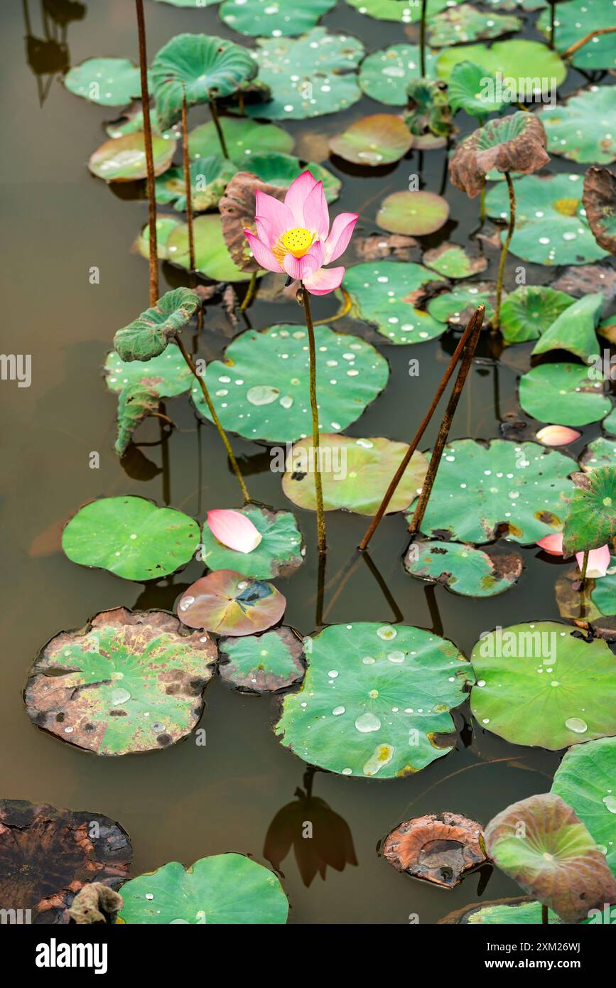 Beautiful ancient lotus flowers and buds blooming in the pond Stock ...