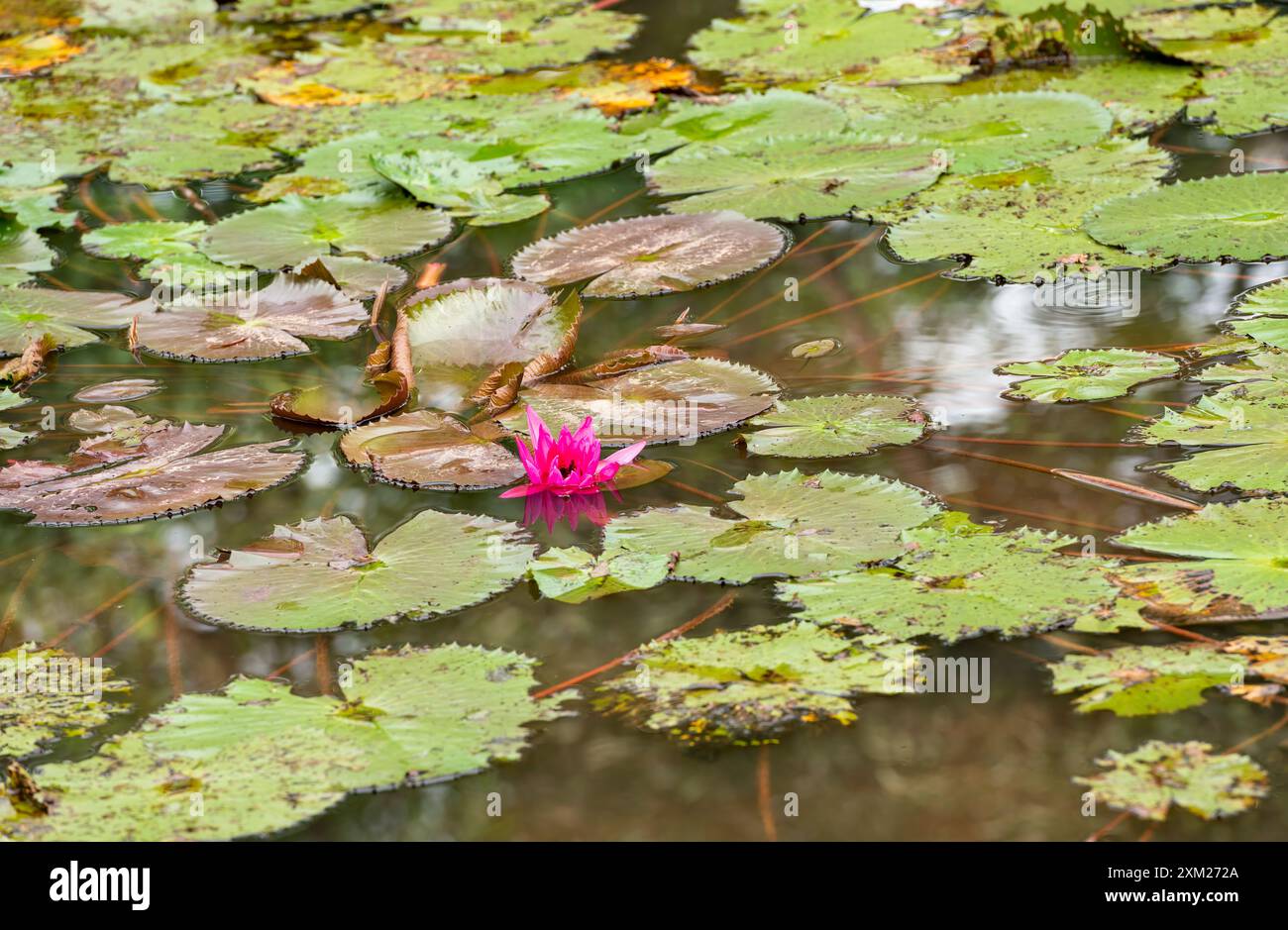 Water lilies are plants that grow in still or slowly moving water. They ...