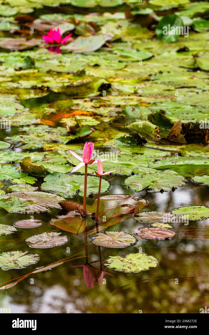 Water lilies are plants that grow in still or slowly moving water. They ...