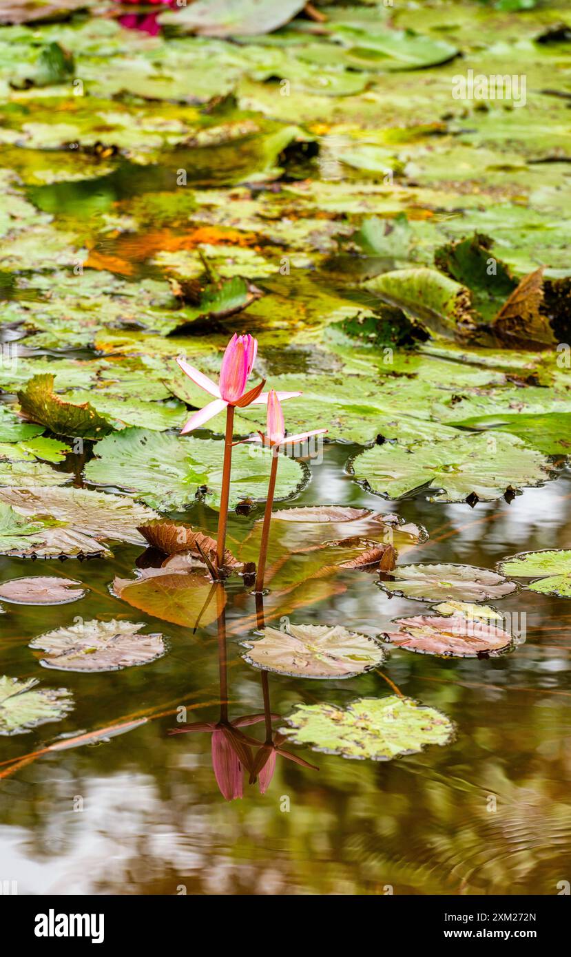 Water lilies are plants that grow in still or slowly moving water. They ...