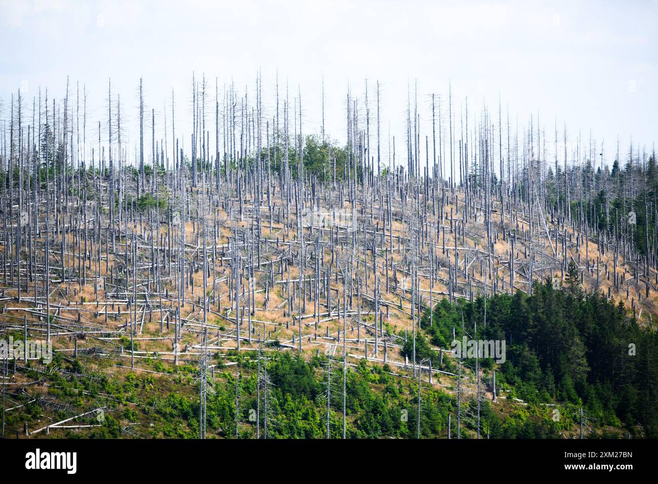 Torfhaus, Germany. 25th July, 2024. A spruce forest destroyed by the ...