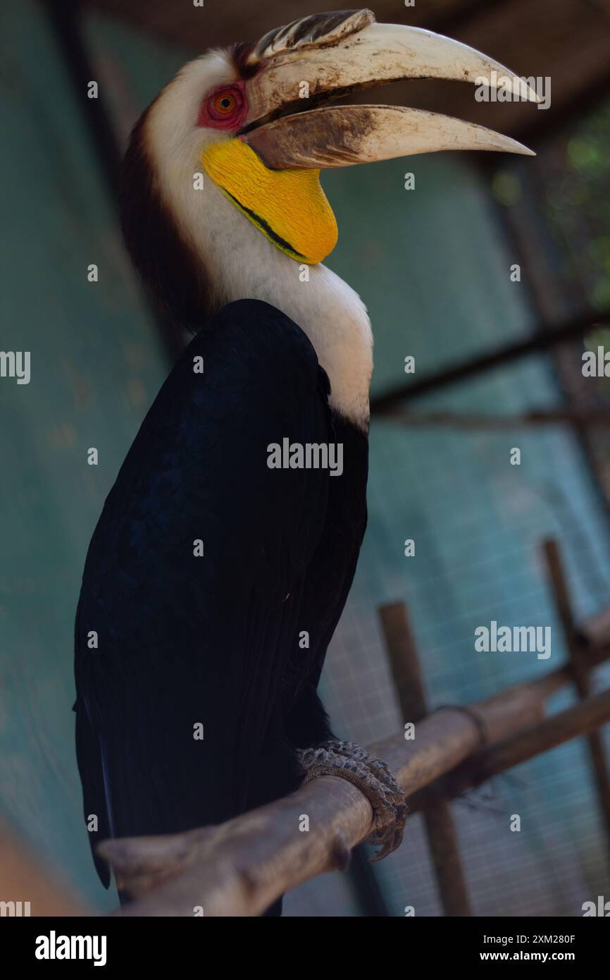 The wreathed hornbill (Rhyticeros undulatus) is an Old World tropical ...