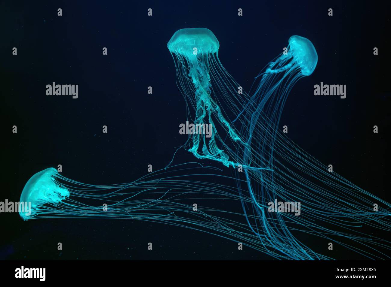 Three of Atlantic sea nettle jellyfish, Chrysaora quinquecirrha, East ...
