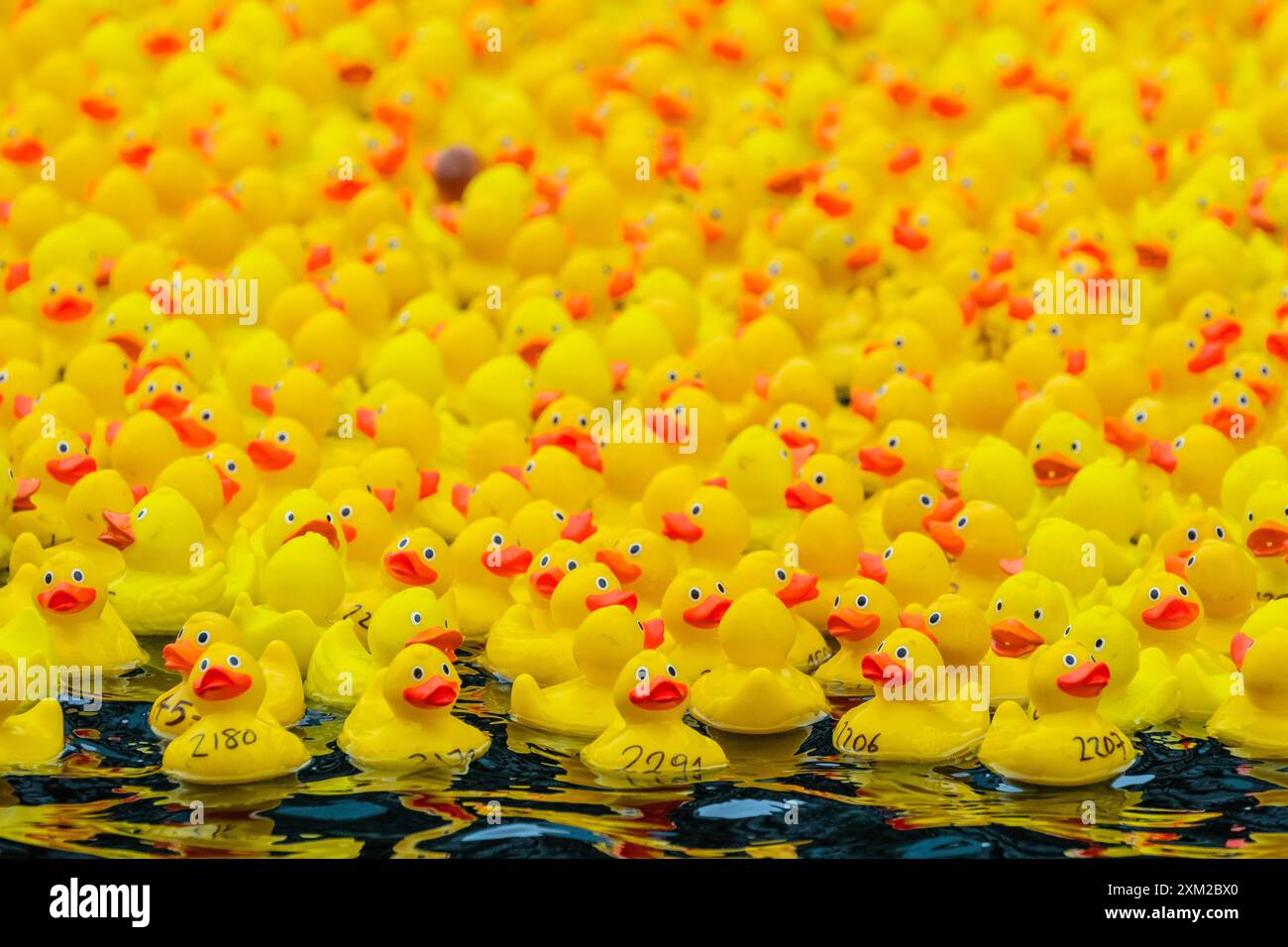 London, UK. 25 Jul 2024. Around 3,000 rubber ducks are launched on ...