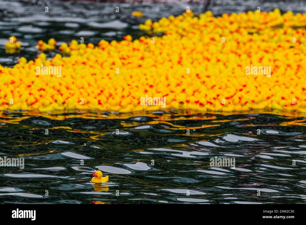 London, UK. 25 Jul 2024. Around 3,000 rubber ducks are launched on ...