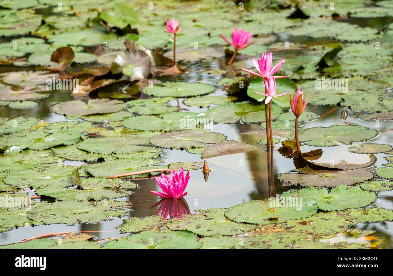 Water lilies are plants that grow in still or slowly moving water. They ...