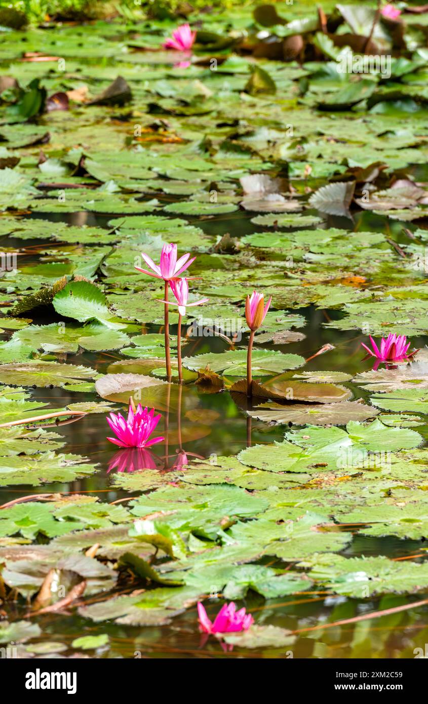 Water lilies are plants that grow in still or slowly moving water. They ...
