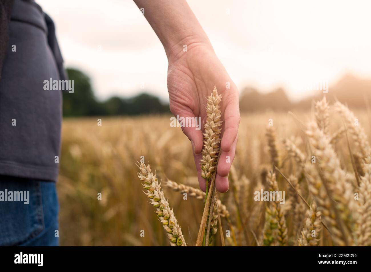 Woman hand touching wheat ears hi-res stock photography and images - Alamy