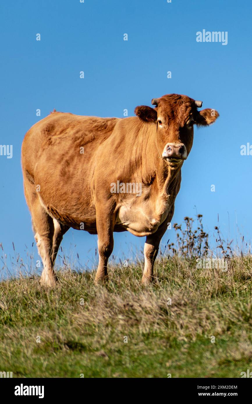 Light brown cow in a meadow, vacca Stock Photo - Alamy