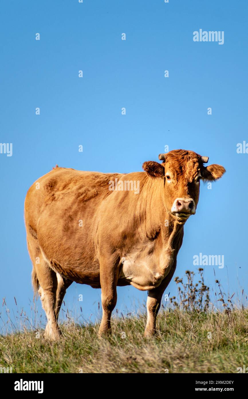 Light brown cow hi-res stock photography and images - Alamy