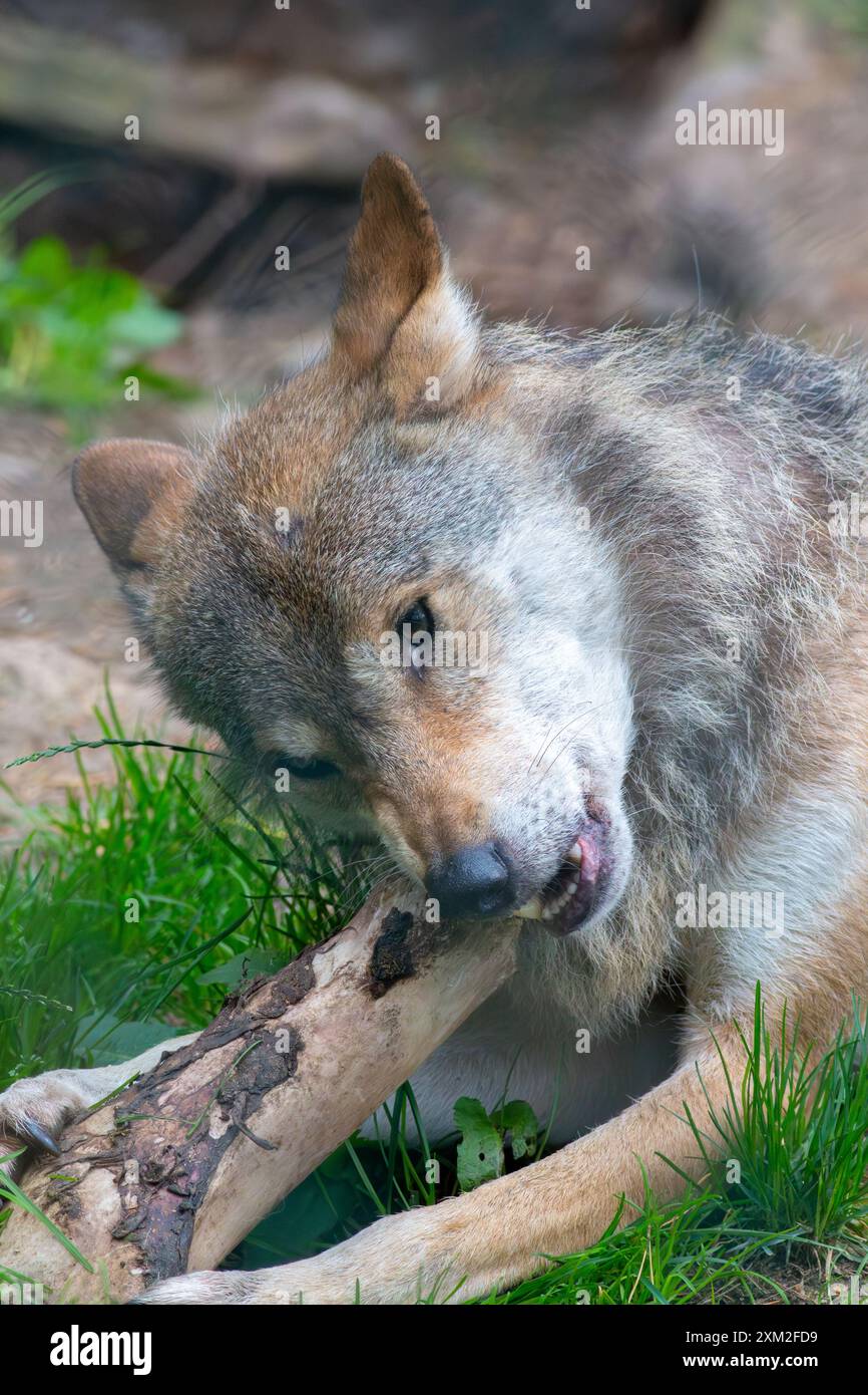 European grey wolf Canis lupus chewing on a bone in green forest ...