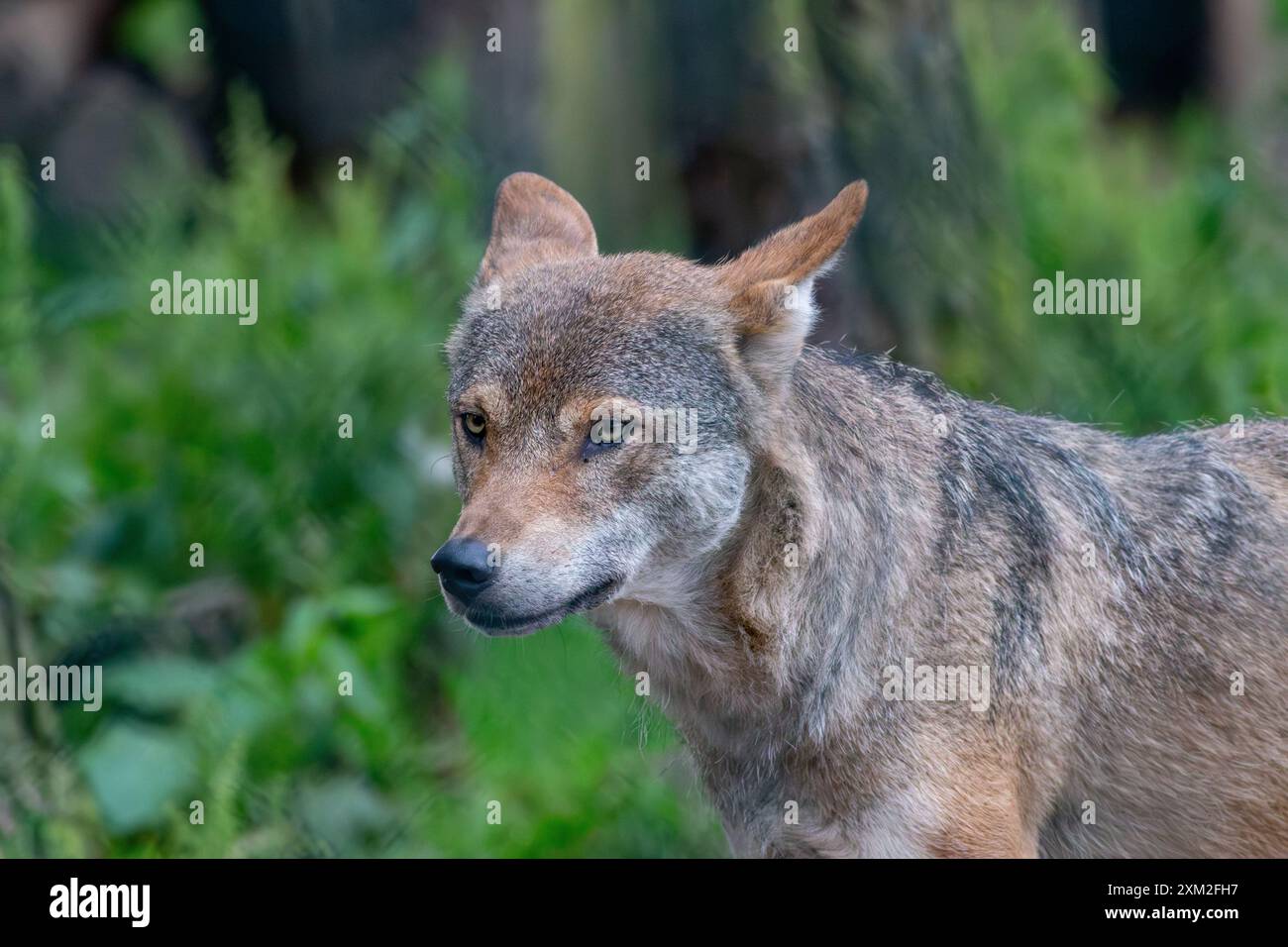 European grey wolf Canis lupus in green forest - captive animal in ...