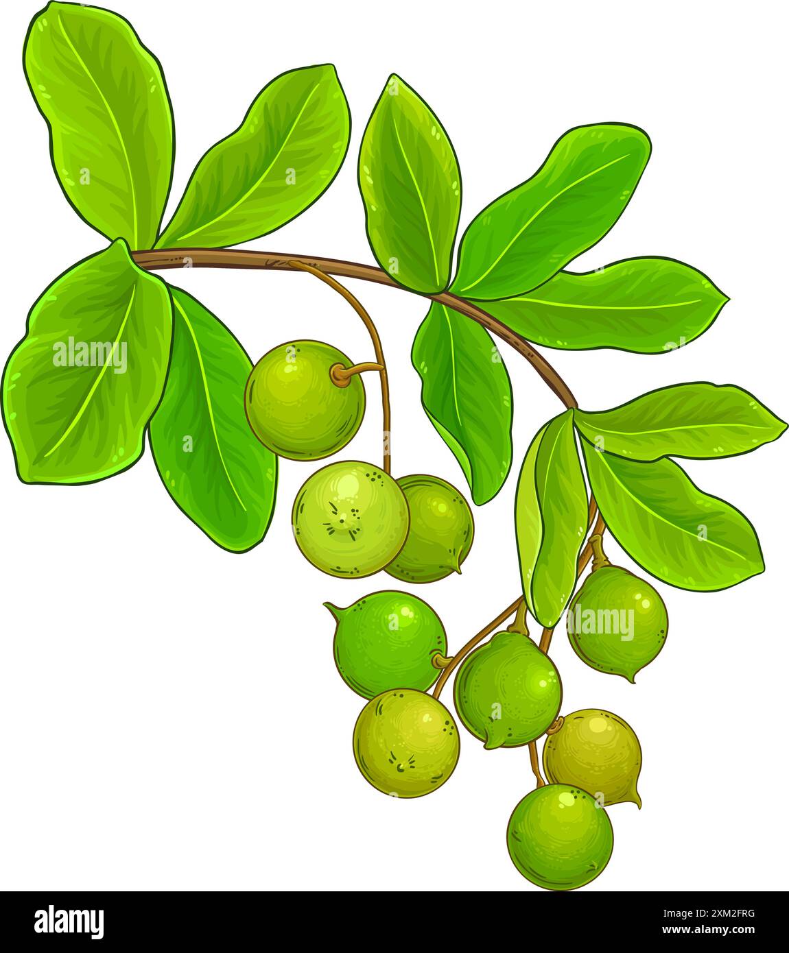 Macadamia Branch Colored Detailed Illustration Stock Vector Image & Art ...