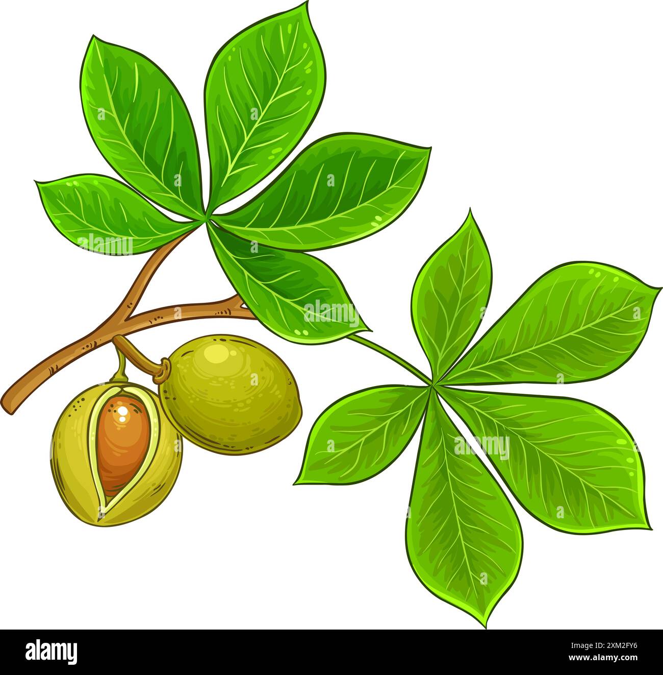 Mongongo Stock Vector Images - Alamy