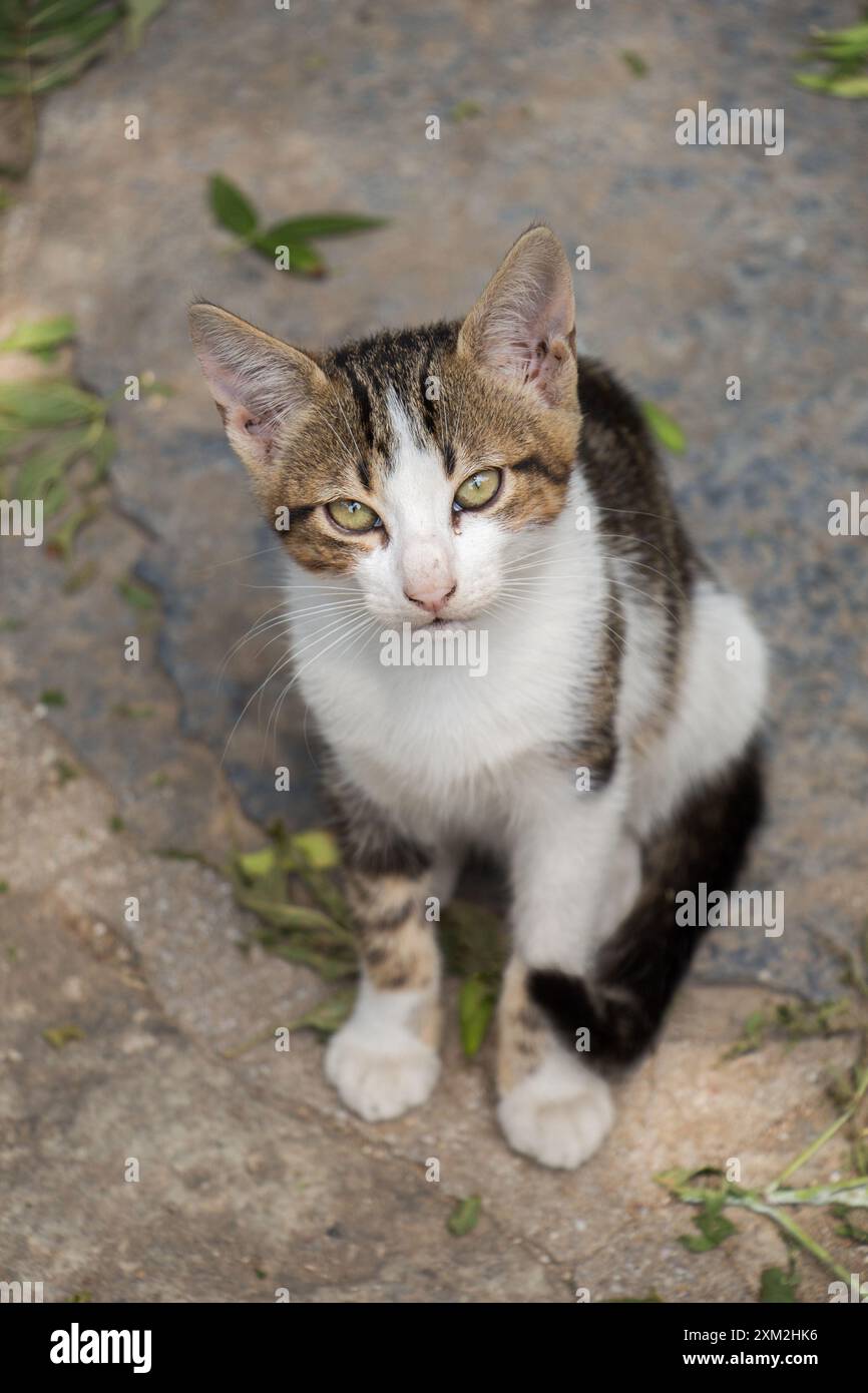 Stray cat seen in the street of the city Stock Photo - Alamy