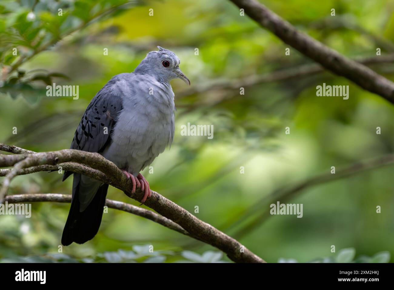 Gray black bill hi-res stock photography and images - Alamy