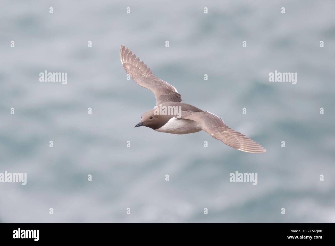 Guillemot flying uk hi-res stock photography and images - Alamy