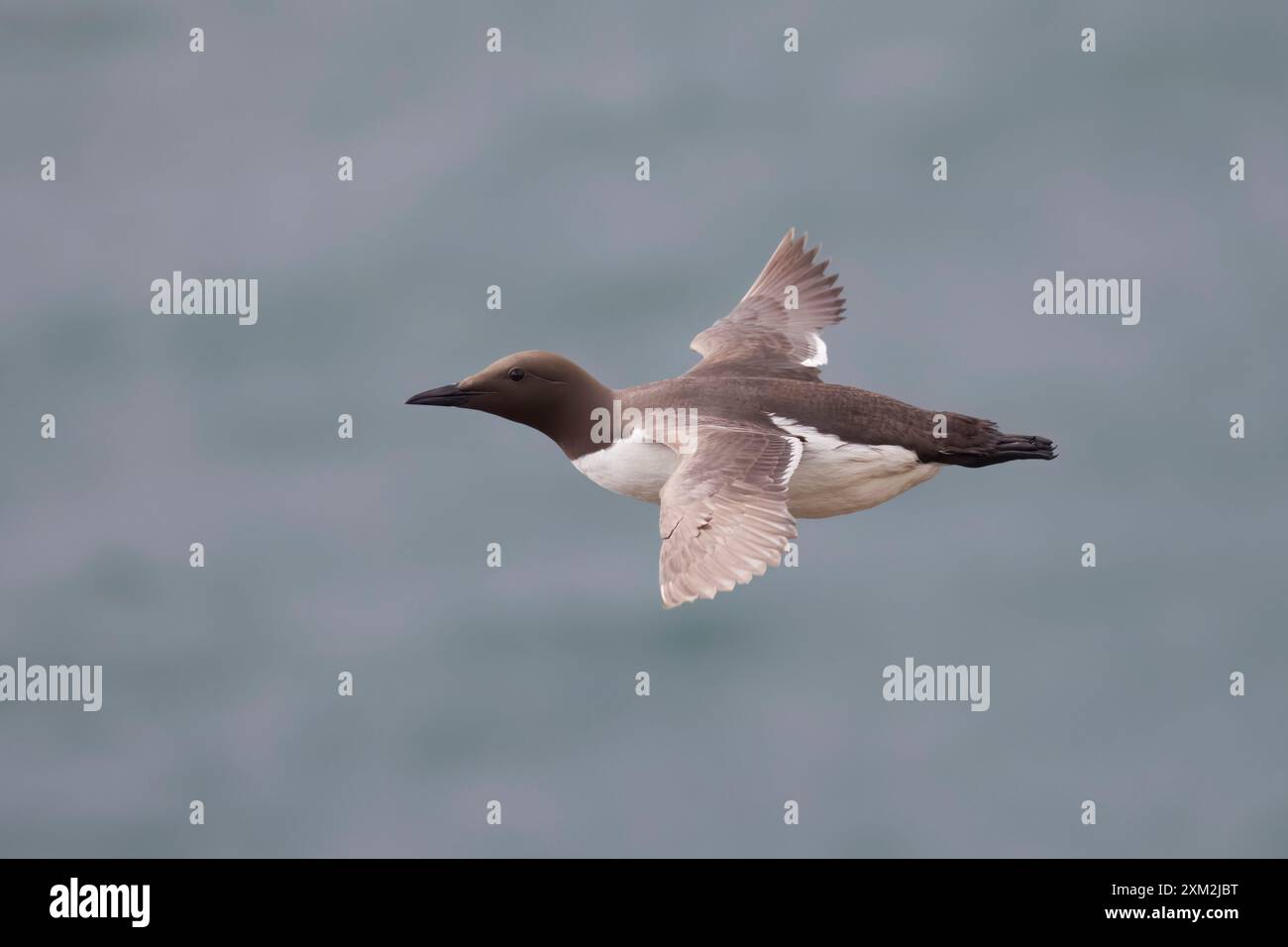 Common guillemot flying hi-res stock photography and images - Alamy