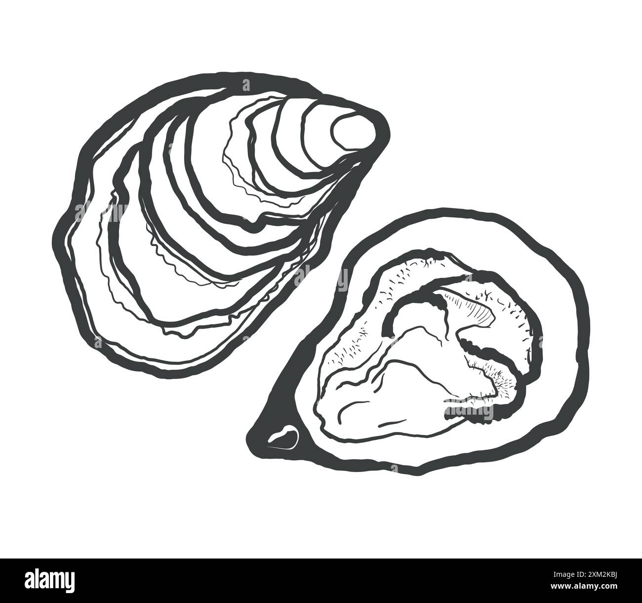 Black and white illustration of oysters isolated on a white background ...