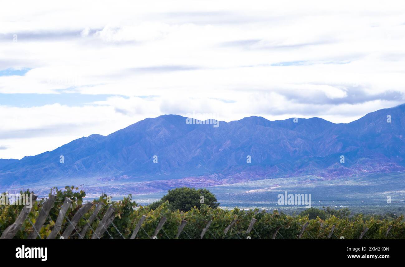 High altitude vineyard under colorful mountains in northern Argentina ...