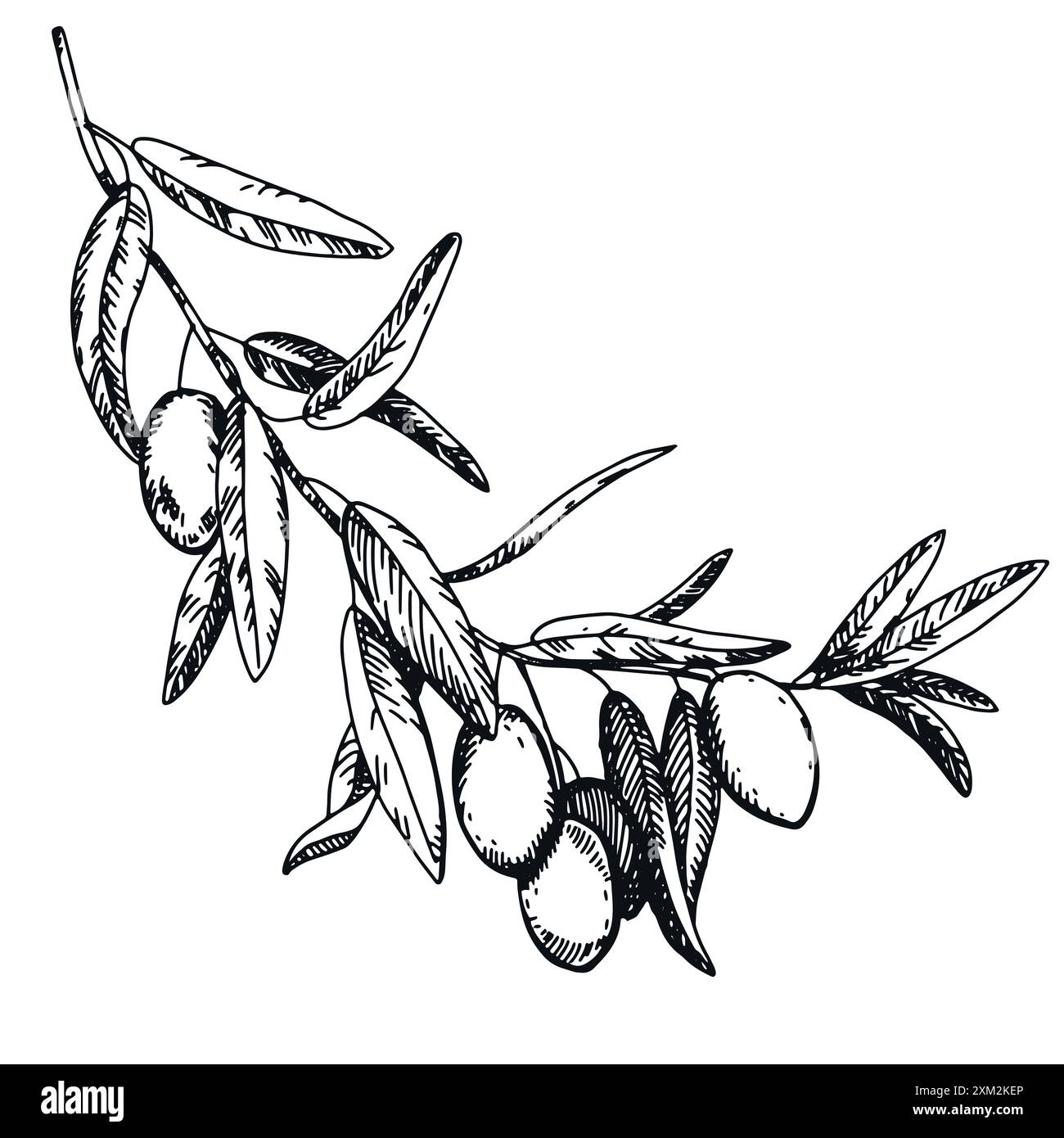 Olive branch with berries and leaves. Italian Cuisine. Peace symbol in ...