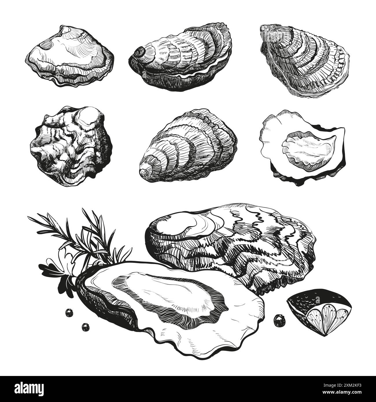 Hand drawn sketch oyster set. Seafood cuisine and dishes poster. Vector ...