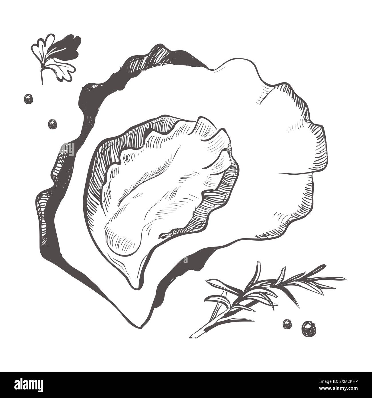 Mollusc with spices and spices. Black and white illustration of oyster ...