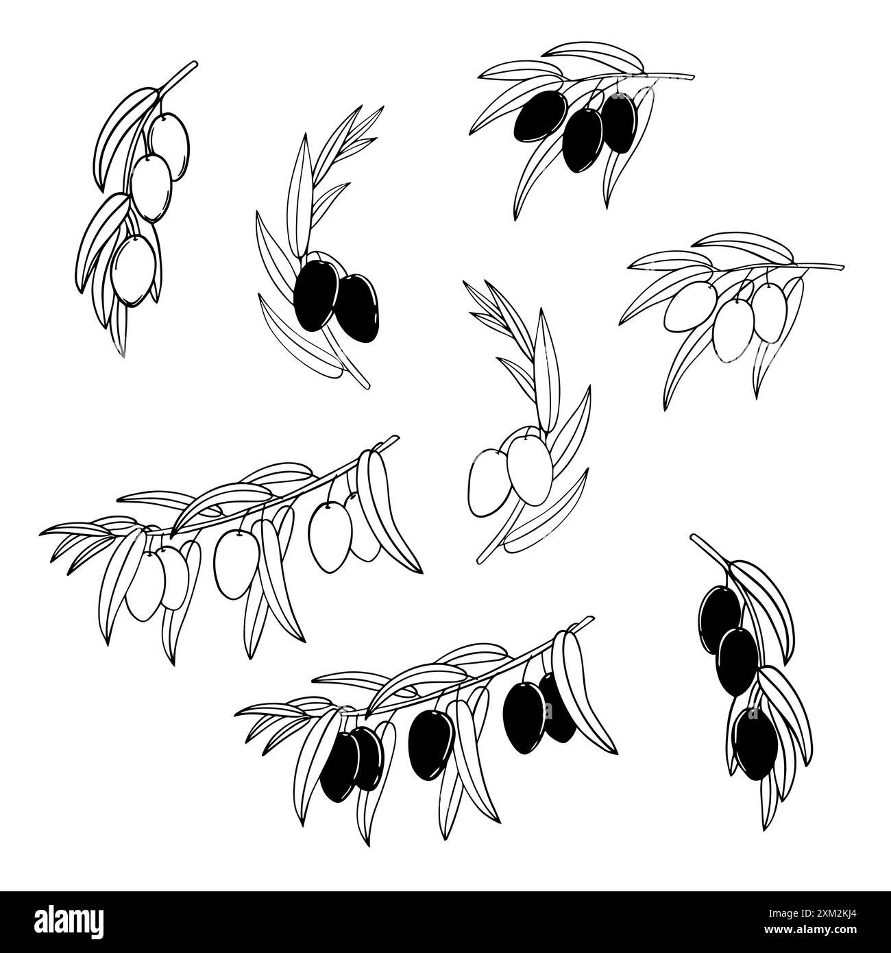 A set of graphically depicted olive tree branches. Ripe berries for the olive oil label. Vector ...