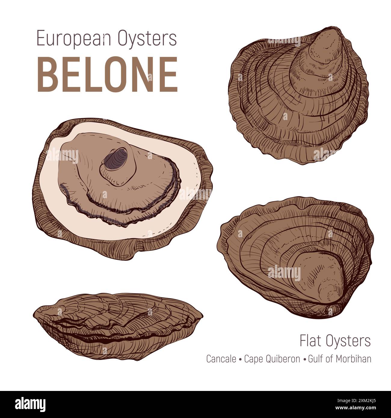 Belone Stock Vector Images - Alamy